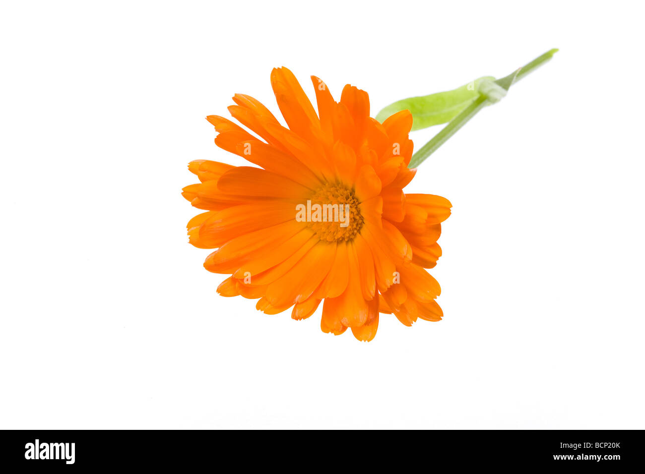 Orange Marigold flower cut out studio shot on white background Stock ...