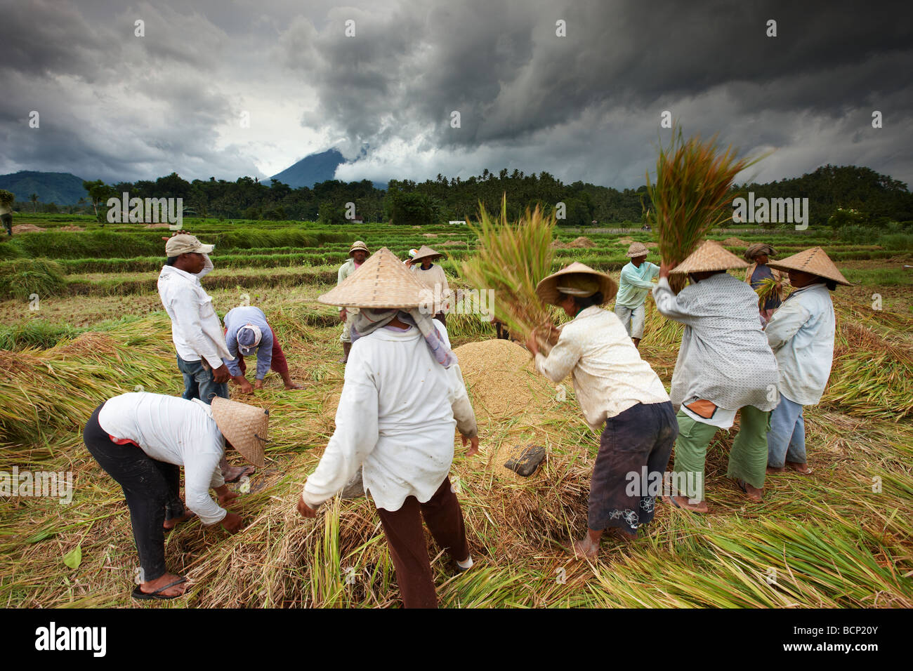 Rice threshing hi-res stock photography and images - Alamy