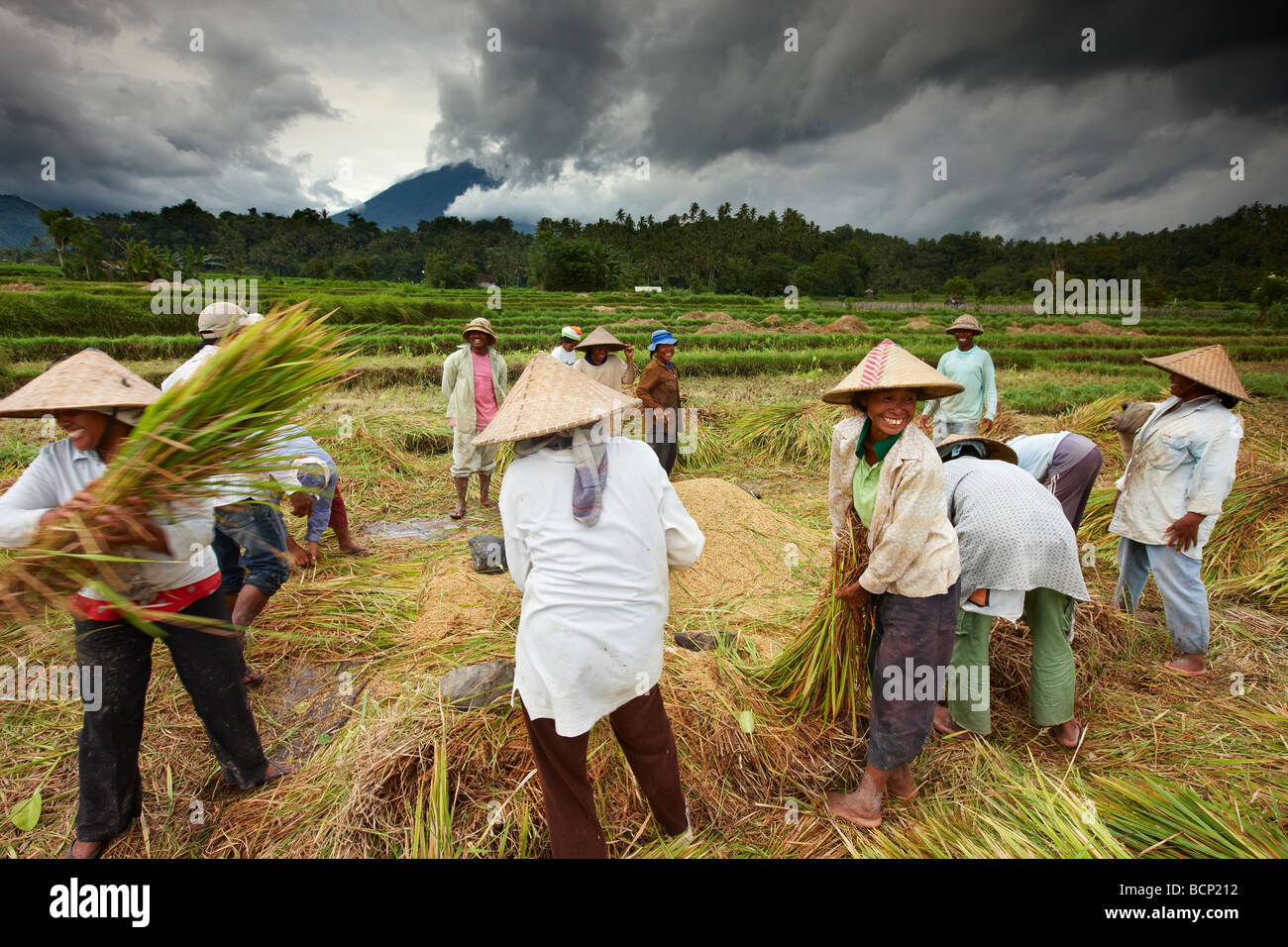 workers threshing rice in the fields nr Sibetan, Bali, Indonesia Stock ...