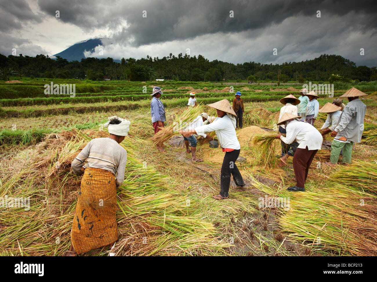 workers threshing rice in the fields nr Sibetan, Bali, Indonesia Stock ...