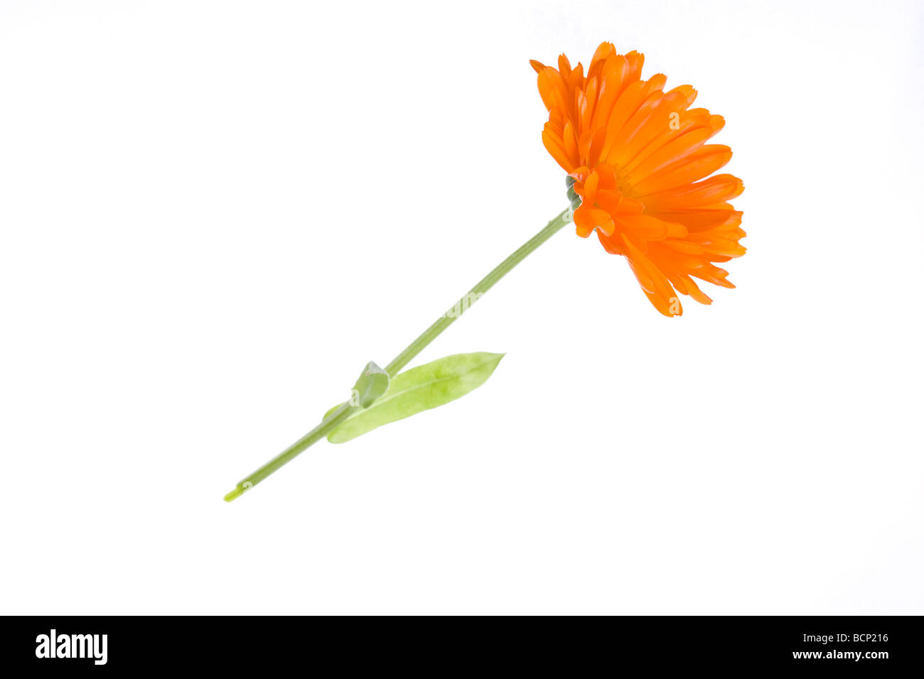 Orange Marigold flower cut out studio shot on white background Stock ...