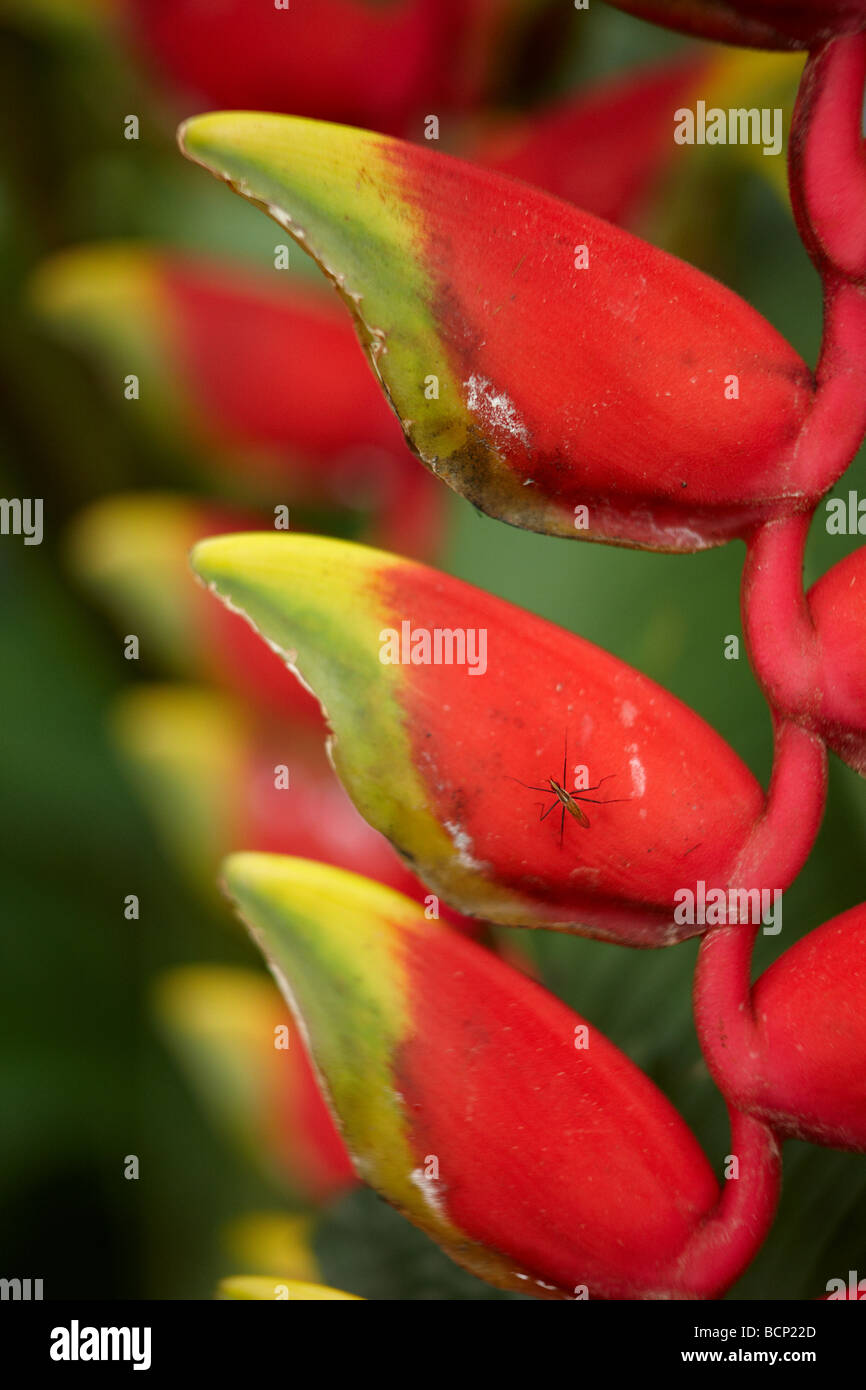 an insect on a heliconia pendula , Bali, Indonesia Stock Photo - Alamy