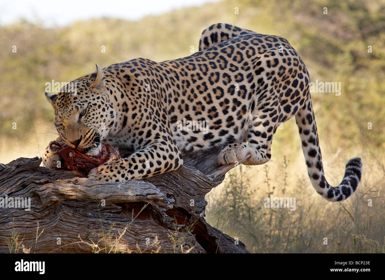 A Leopard eating meat in a tree at the Africat Foundation Namibia ...