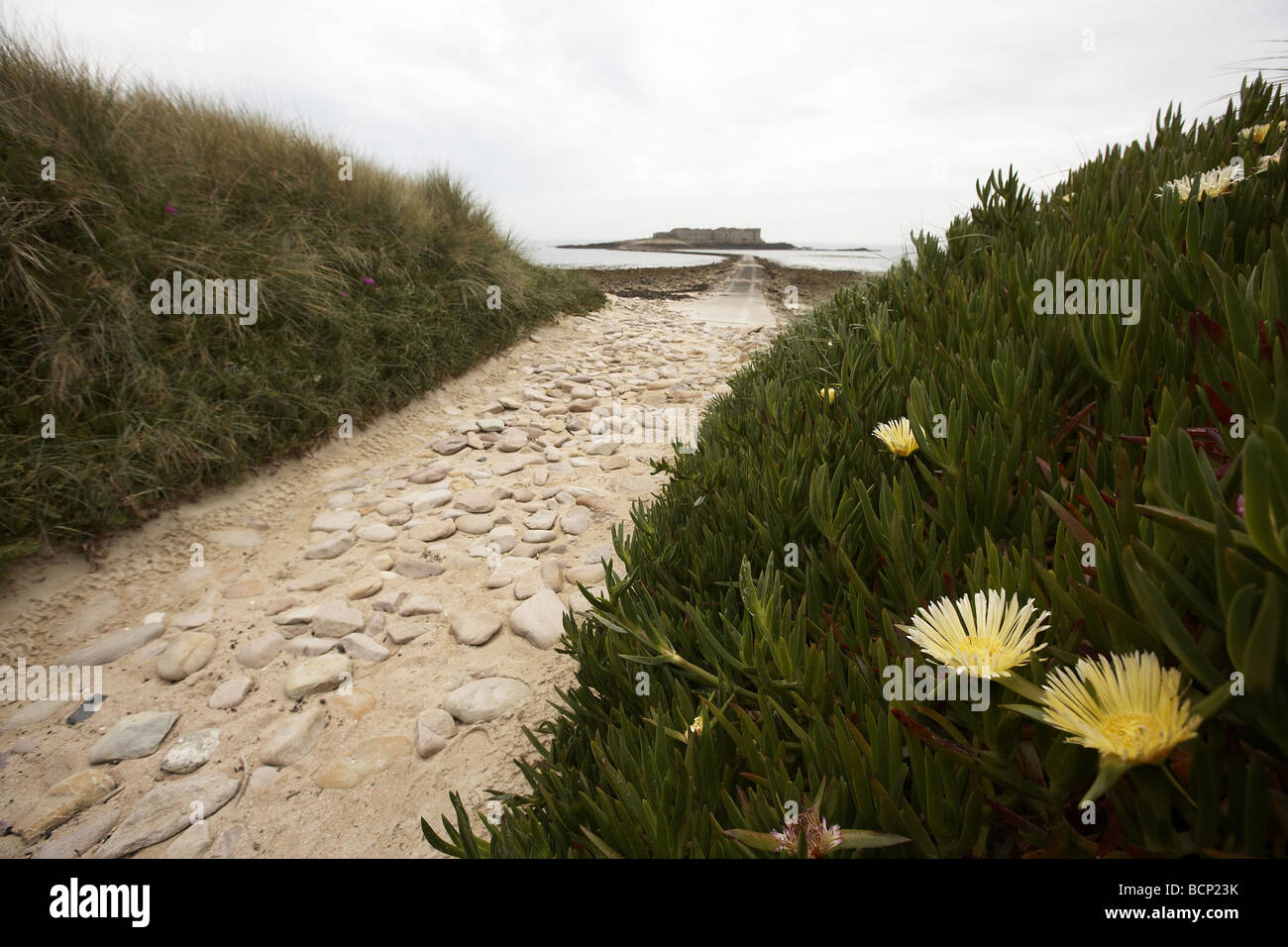 Wildflowers and beach Longis bay causeway and fort Alderney Channel ...