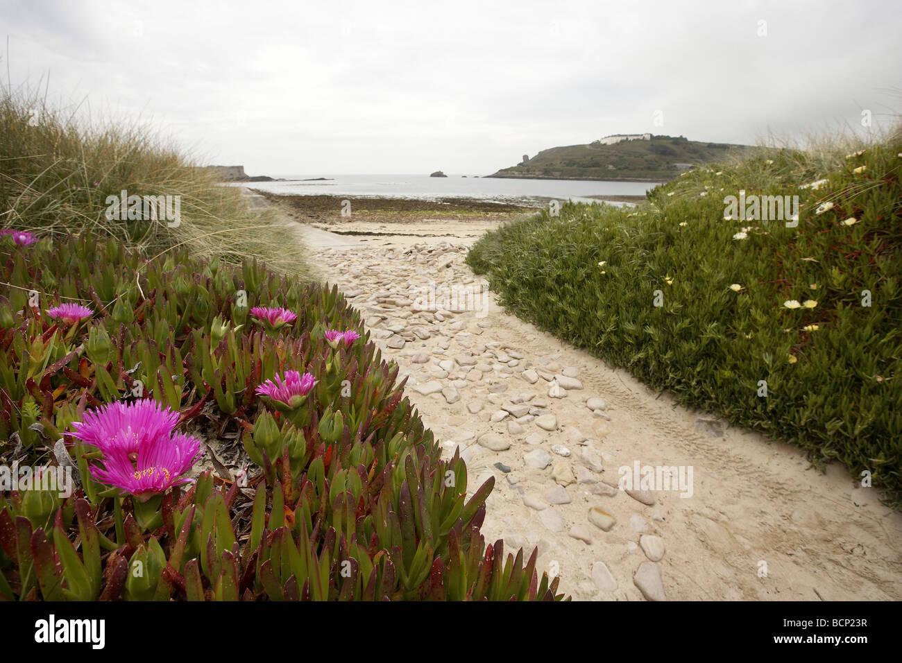Wildflowers and beach Longis bay causeway and fort Alderney Channel ...