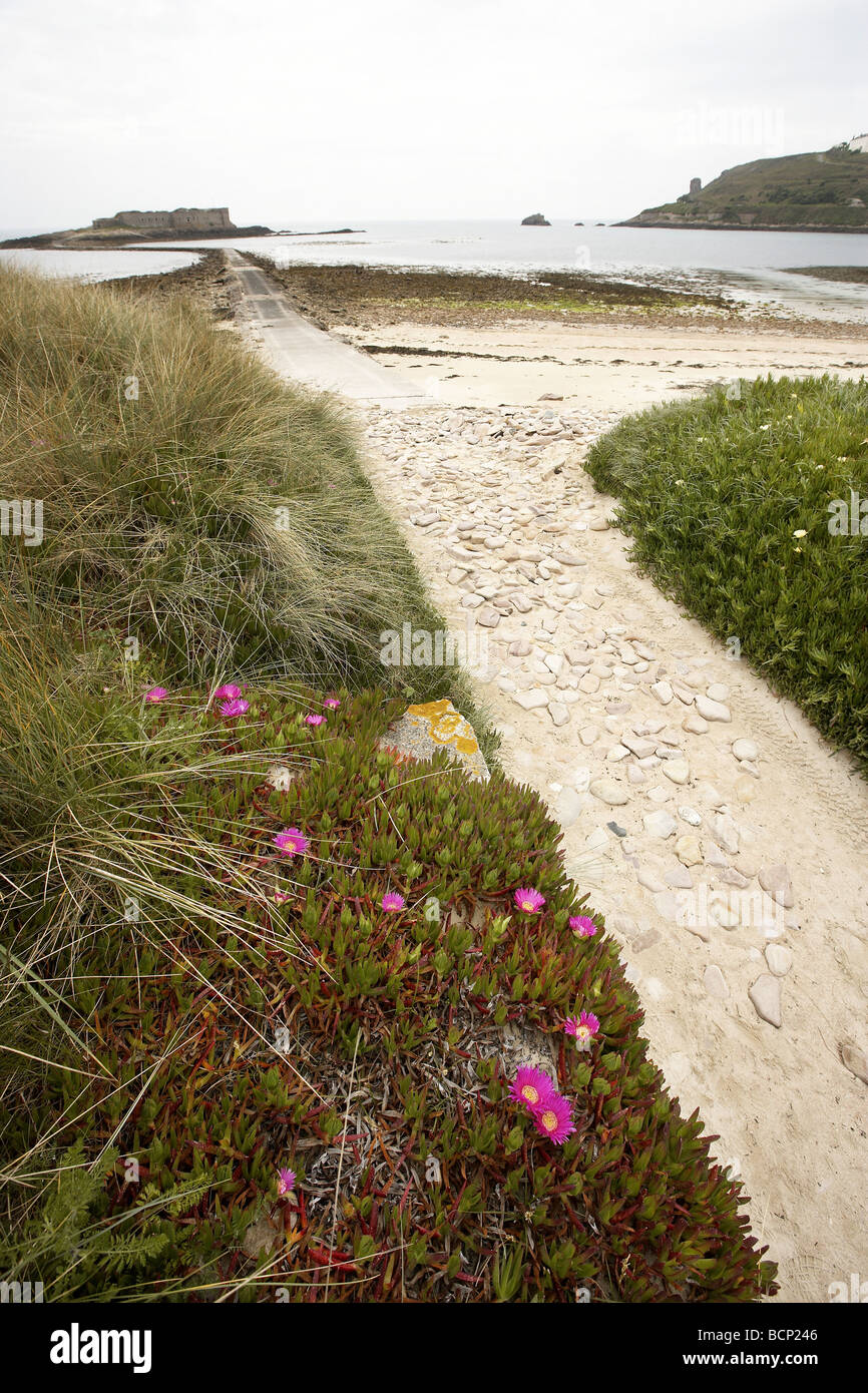 Wildflowers and beach Longis bay causeway and fort Alderney Channel ...