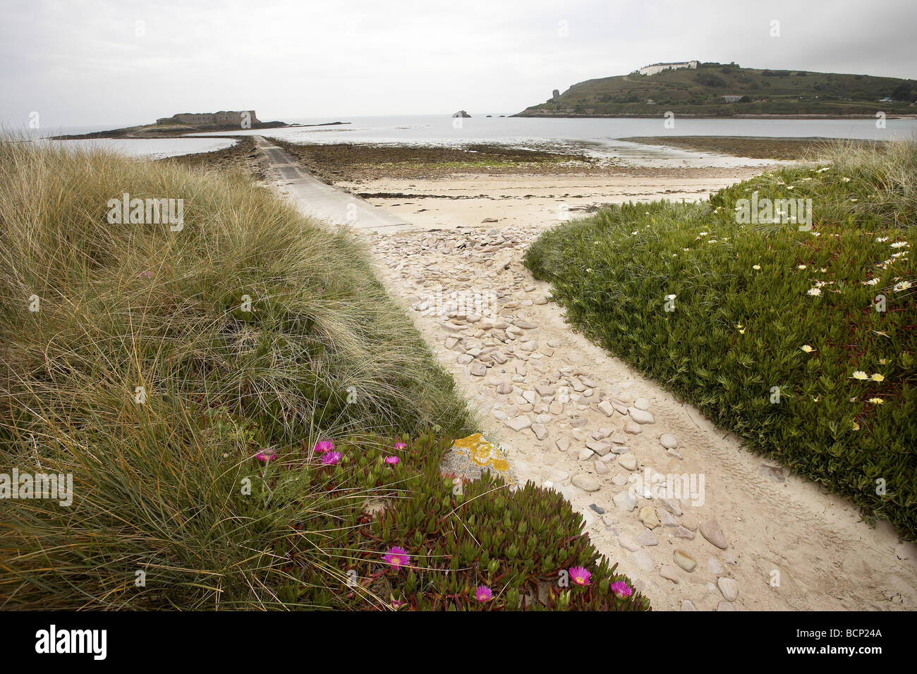 Wildflowers and beach Longis bay causeway and fort Alderney Channel ...