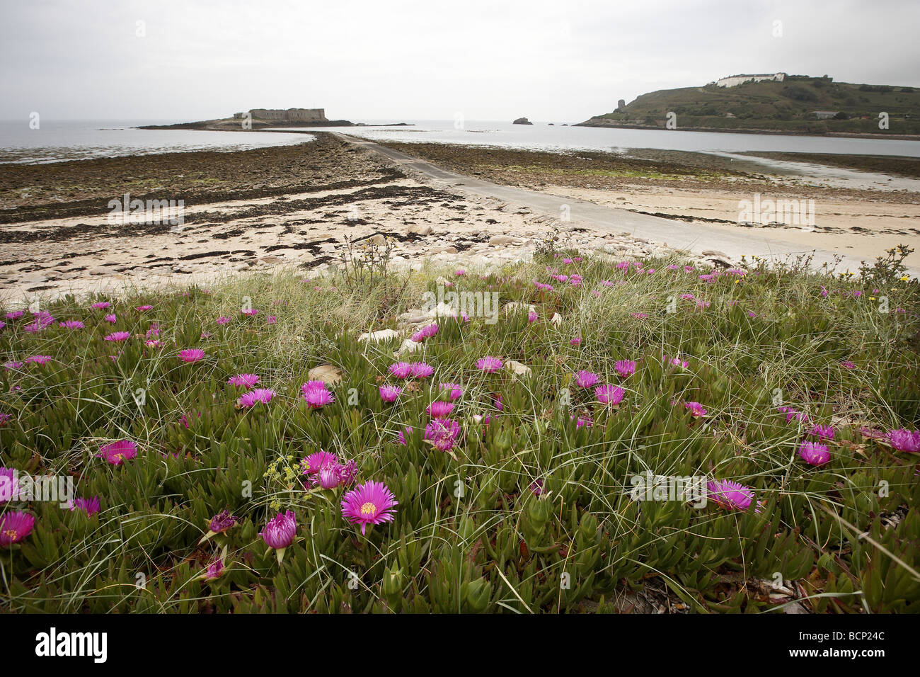Wildflowers and beach Longis bay causeway and fort Alderney Channel ...