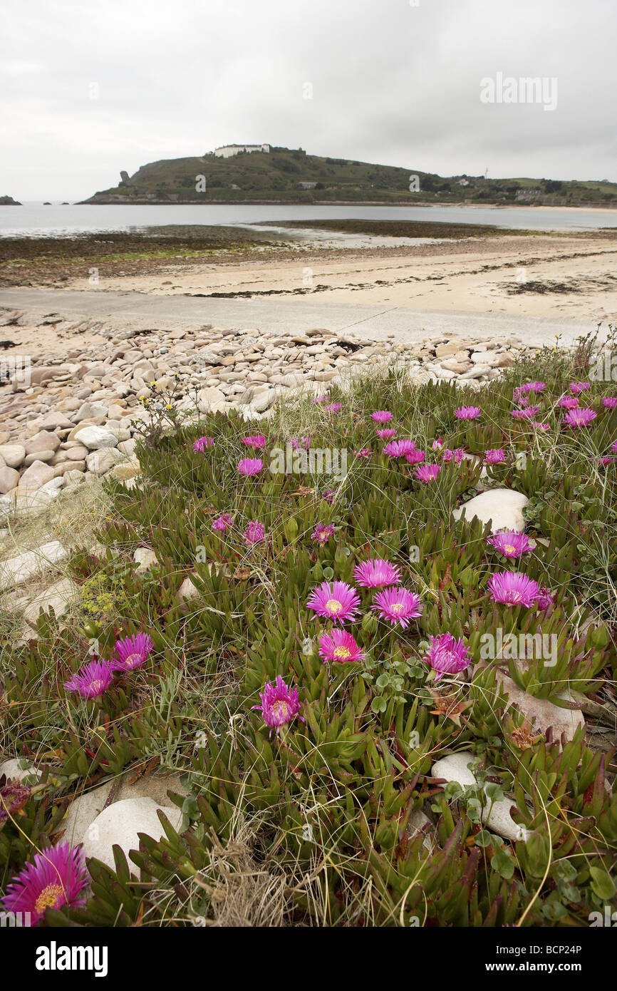 Wildflowers and beach Longis bay causeway and fort Alderney Channel ...