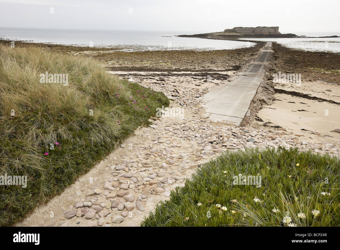 Wildflowers and beach Longis bay causeway and fort Alderney Channel ...