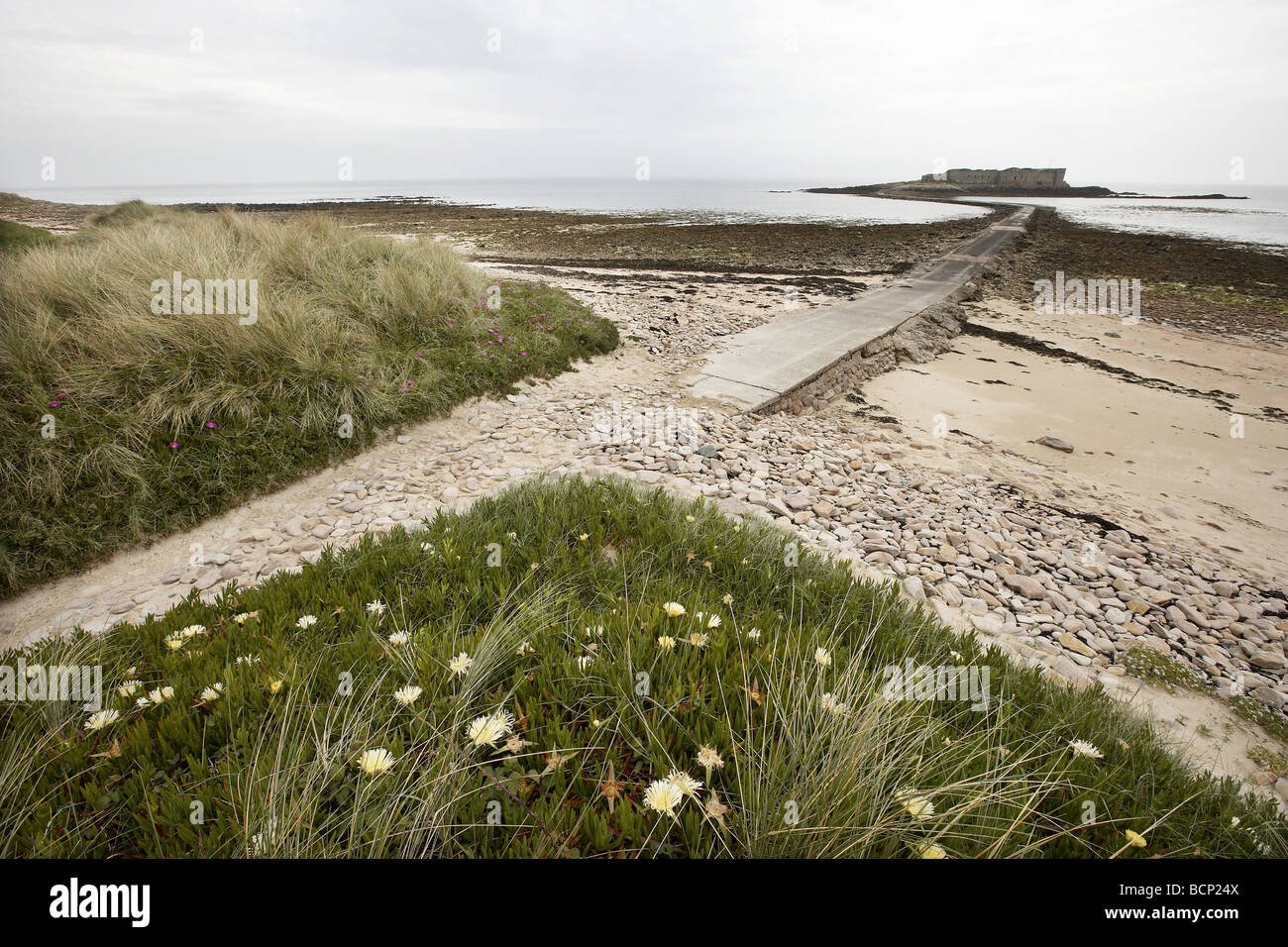 Wildflowers and beach Longis bay causeway and fort Alderney Channel ...