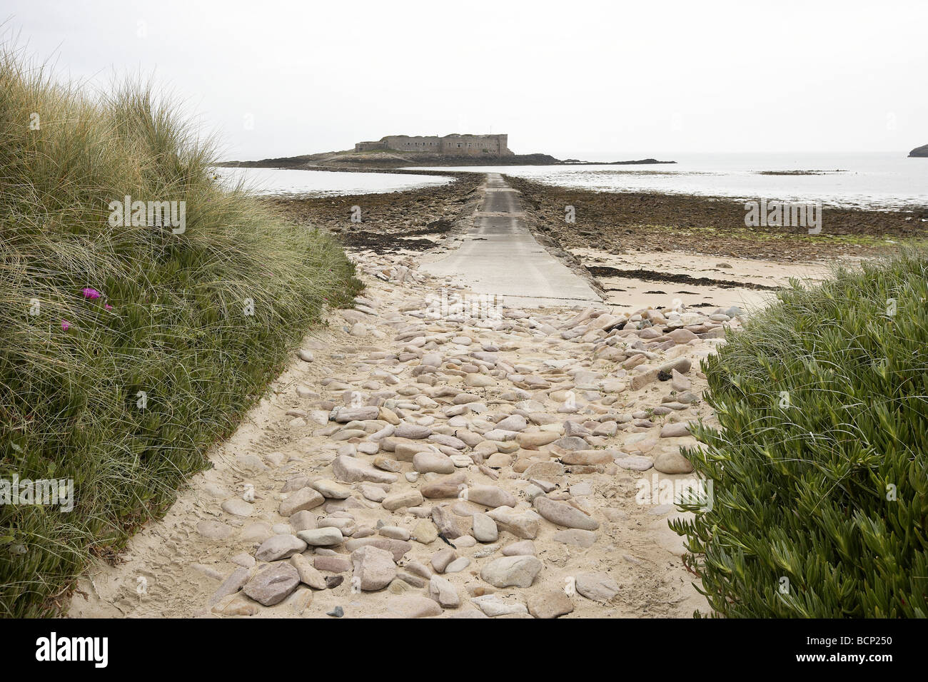 Wild flowers and beach Longis bay causeway and fort Alderney Channel ...