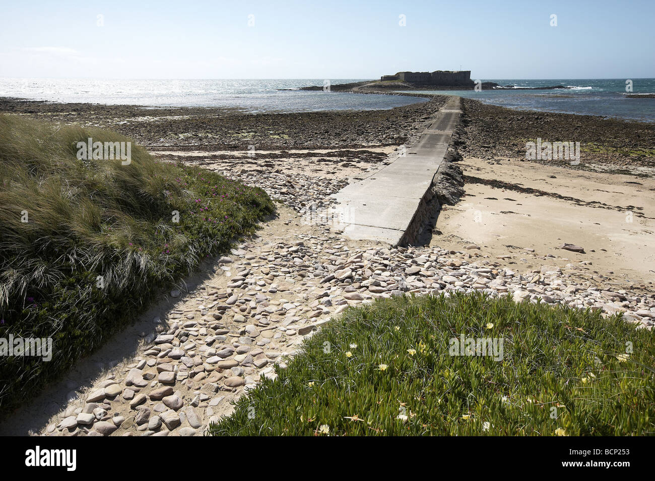 Wild flowers and beach Longis bay causeway and fort Alderney Channel ...