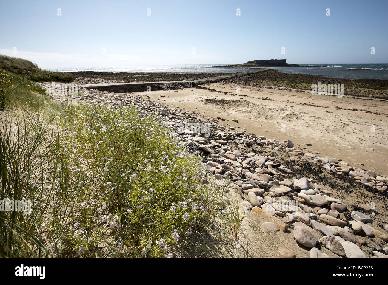 Wild flowers and beach Longis bay causeway and fort Alderney Channel ...