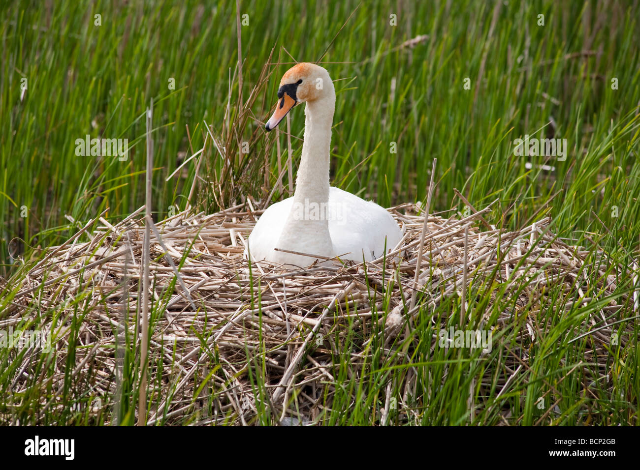 Swan sitting on nest, Wiltshire, England Stock Photo - Alamy