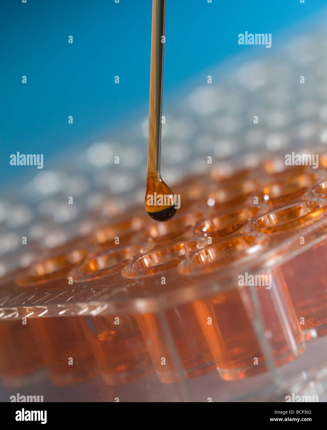 Pipetting liquid into a multi well container Stock Photo - Alamy