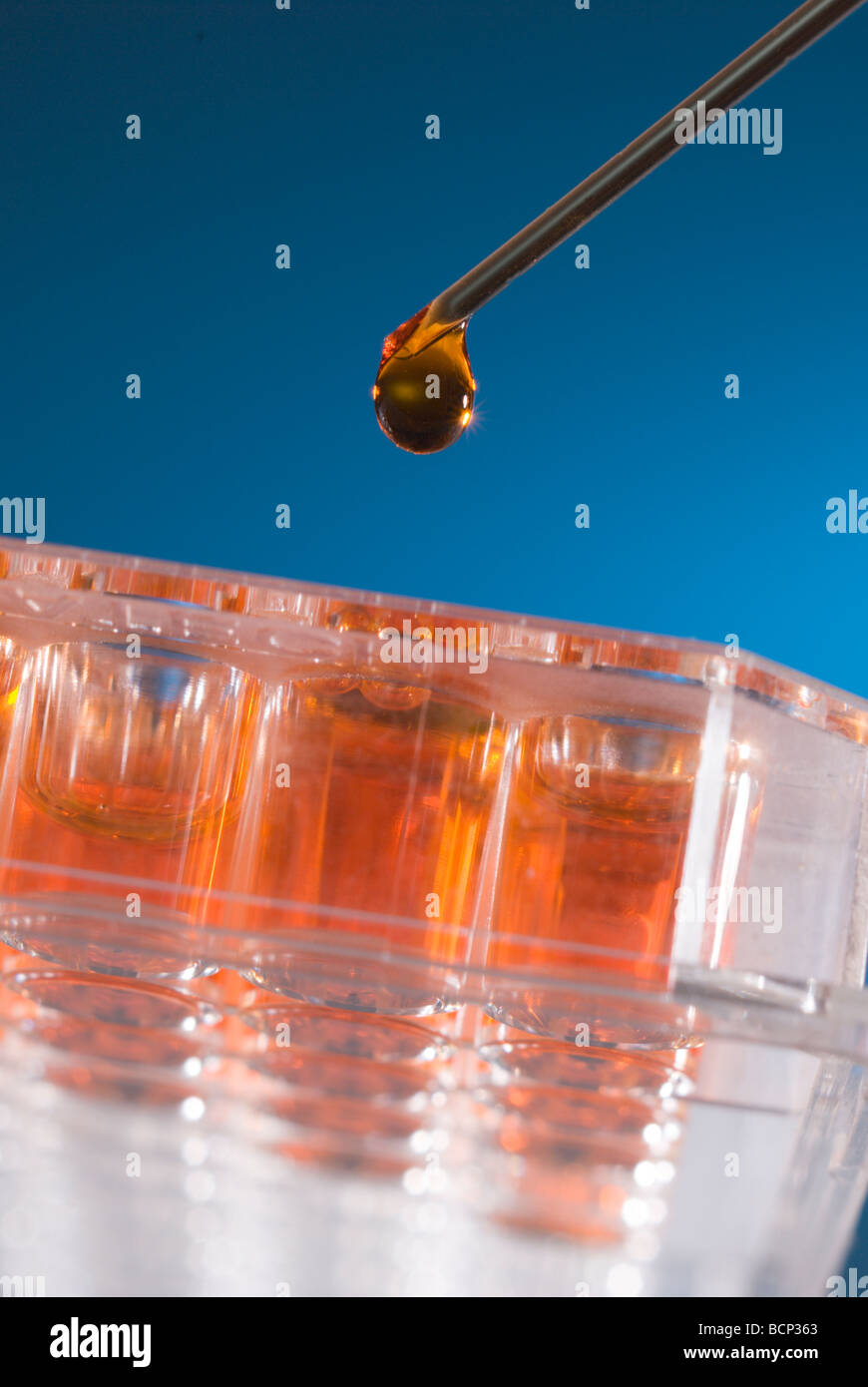 Pipetting liquid into a multi well container Stock Photo - Alamy