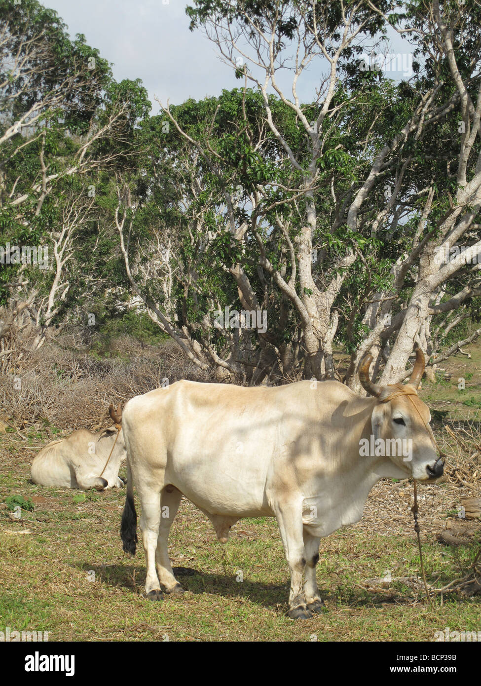 Cuban cattle hi-res stock photography and images - Alamy