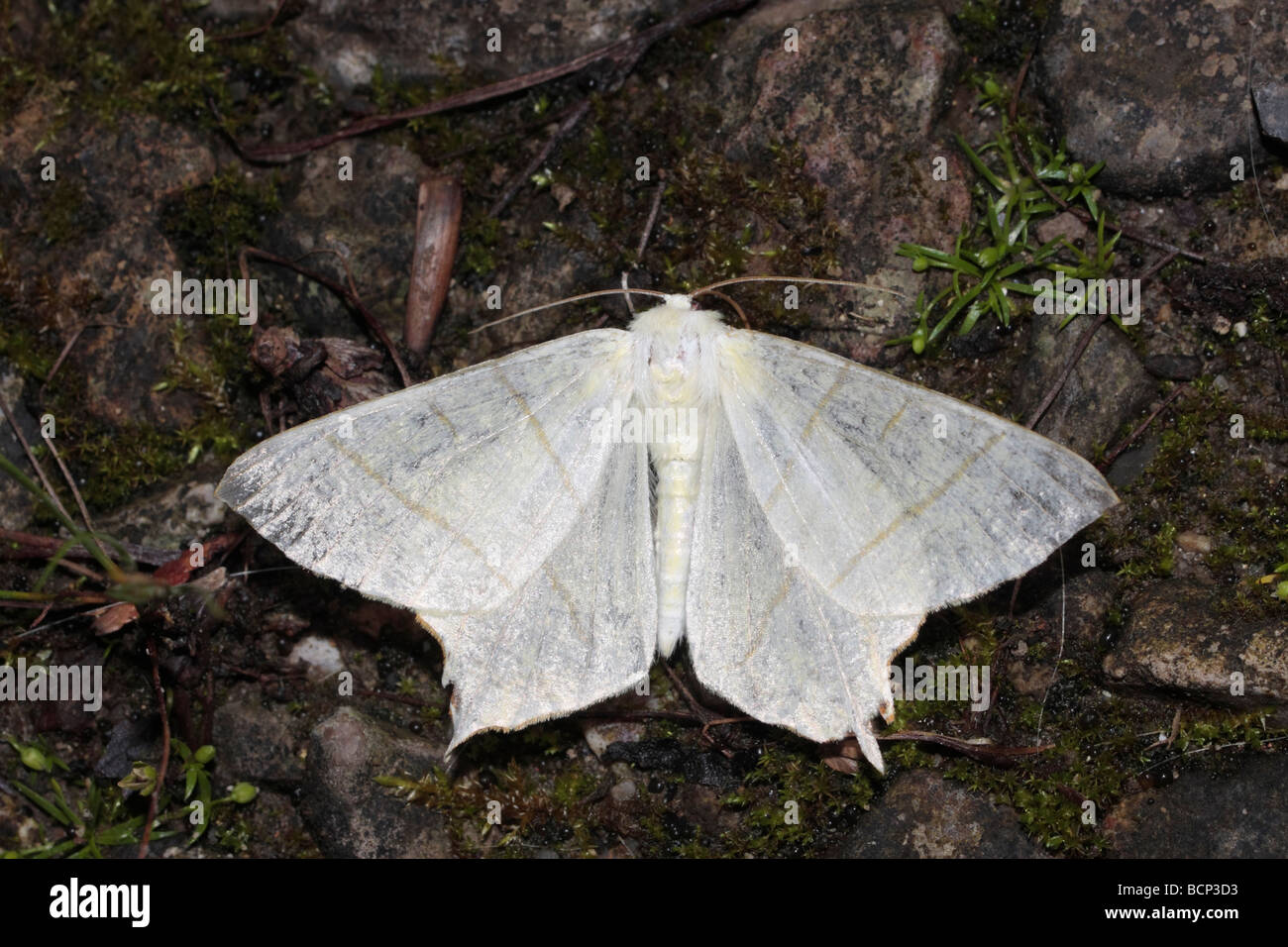 Swallow tailed moth hi-res stock photography and images - Alamy