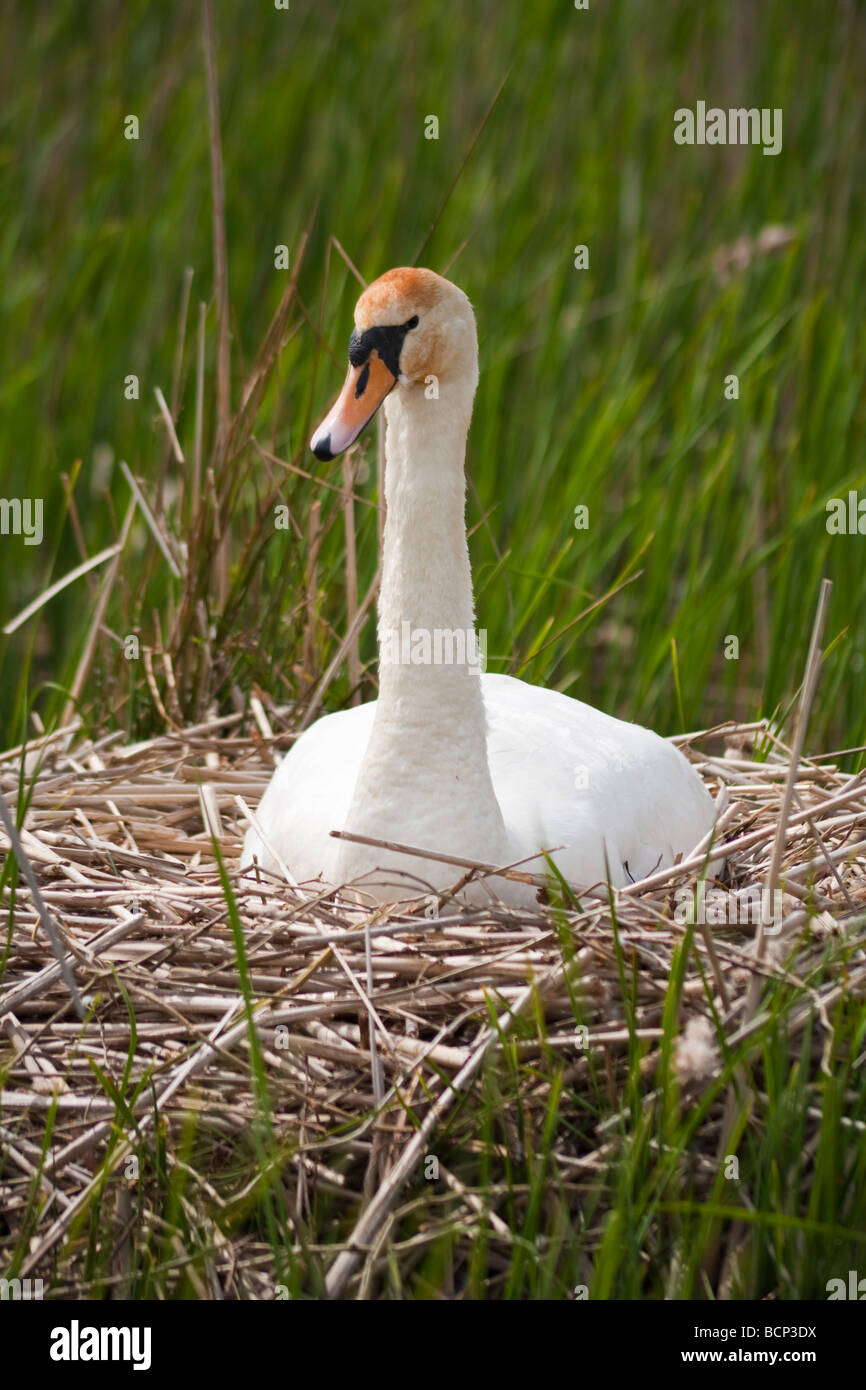 Swan sitting on nest, Wiltshire, England Stock Photo - Alamy