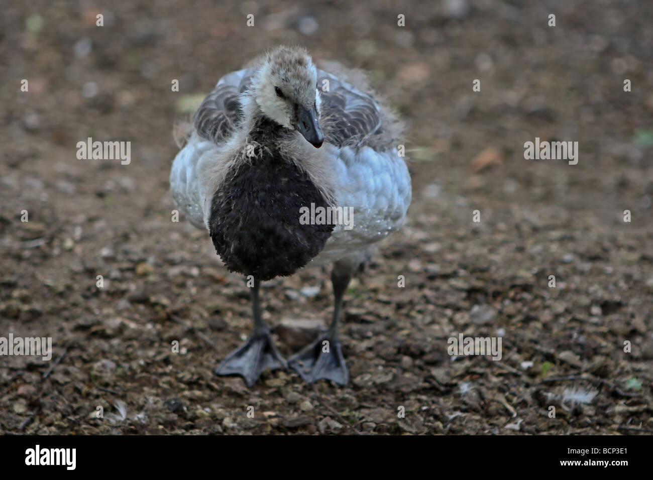 Barnacle goose baby bird hi-res stock photography and images - Alamy
