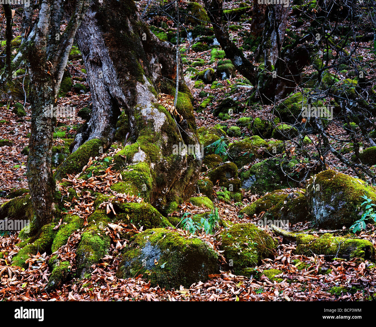 Weixi lisu hi-res stock photography and images - Alamy