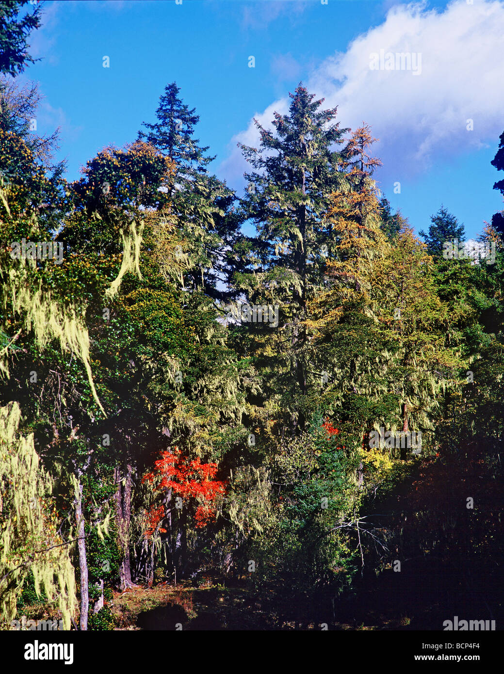 Dense forest beside Bita Lake, Shangri-la, DiQing Tibetan Autonomous ...
