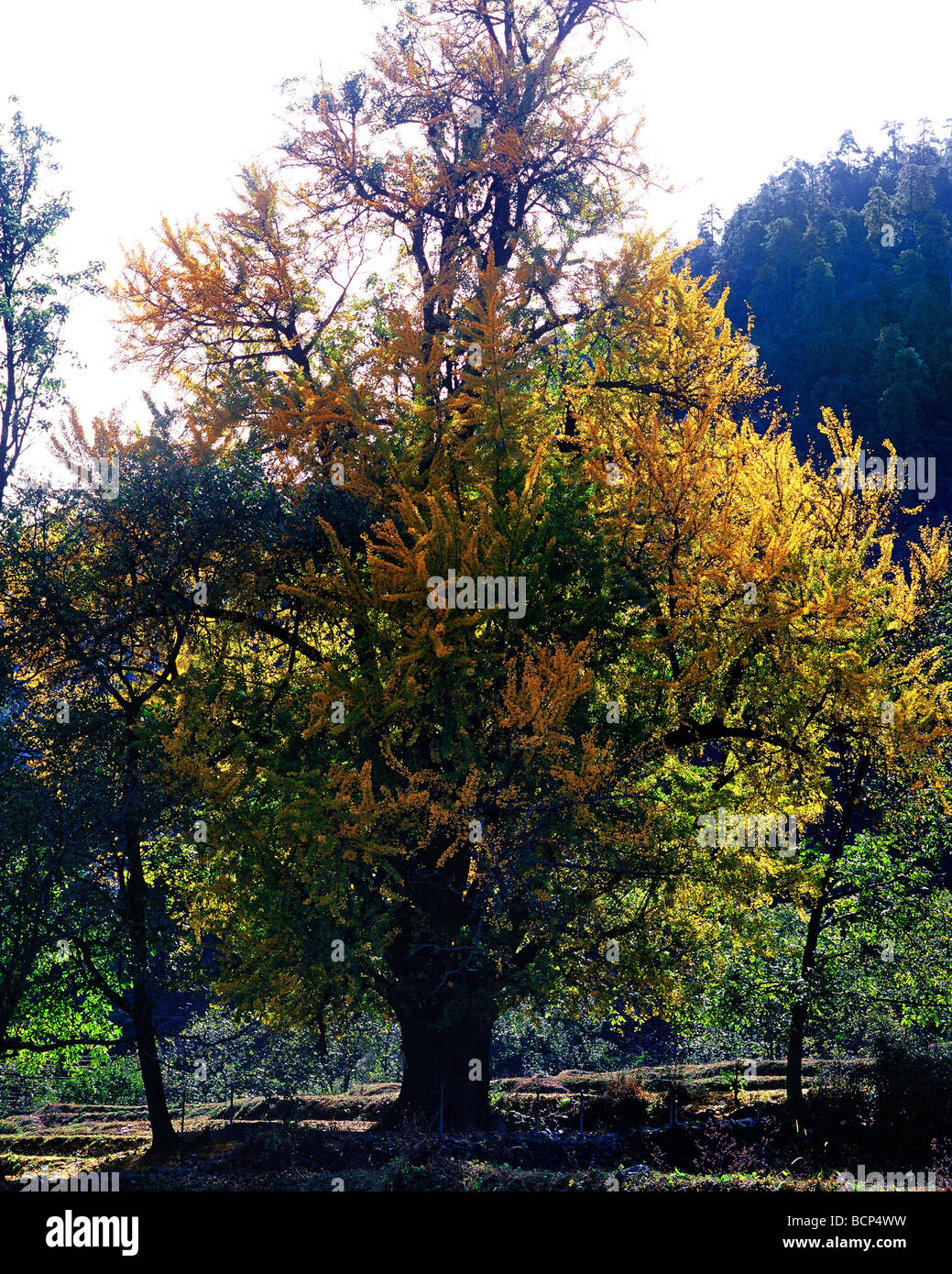 Thousand year old Gingko tree in the forest, Weixi Lisu Autonomous ...