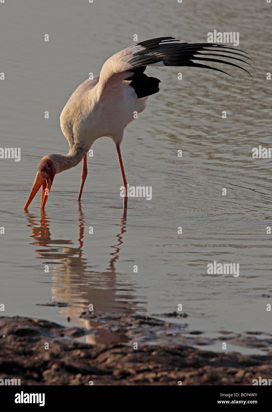 Yellow-billed Stork (Mycteria Ibis Stock Photo - Alamy