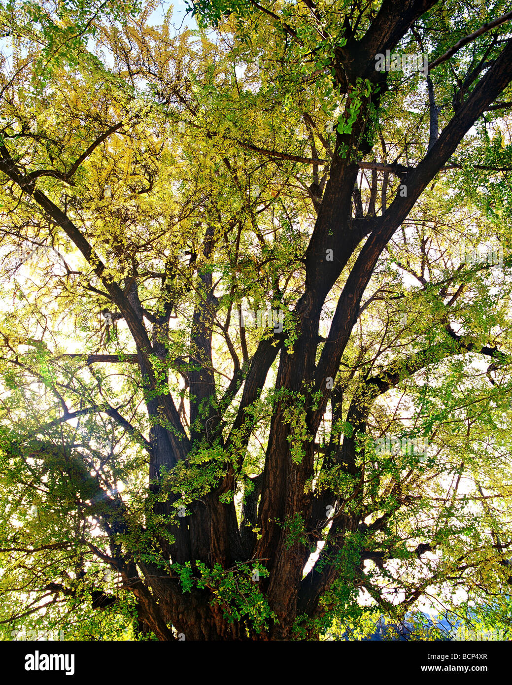 Thousand year old Gingko tree in the forest, Weixi Lisu Autonomous ...