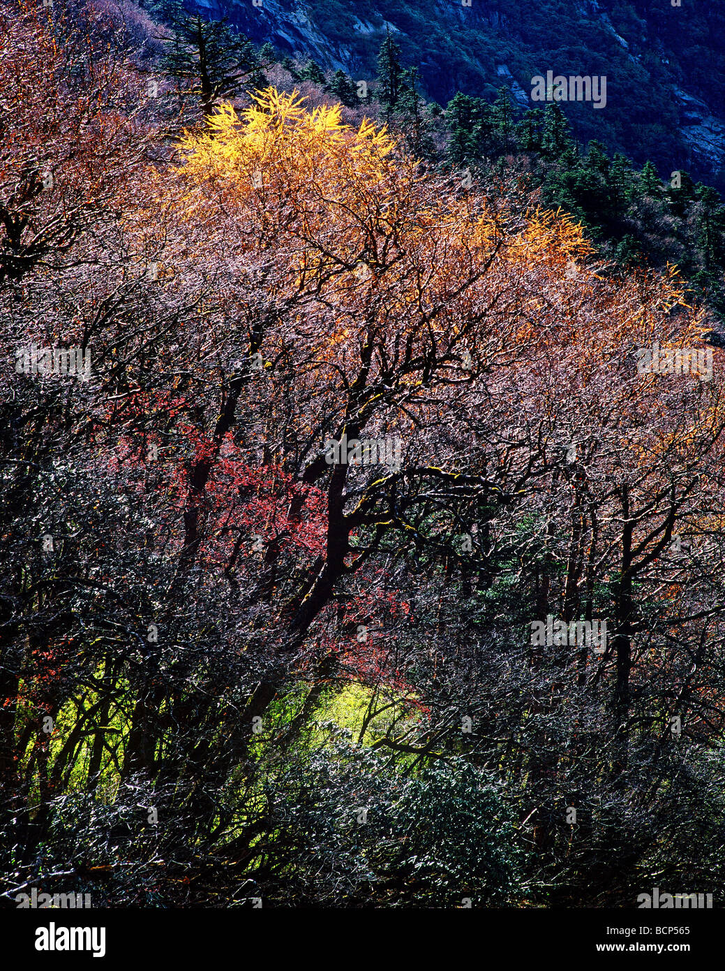 Weixi lisu hi-res stock photography and images - Alamy