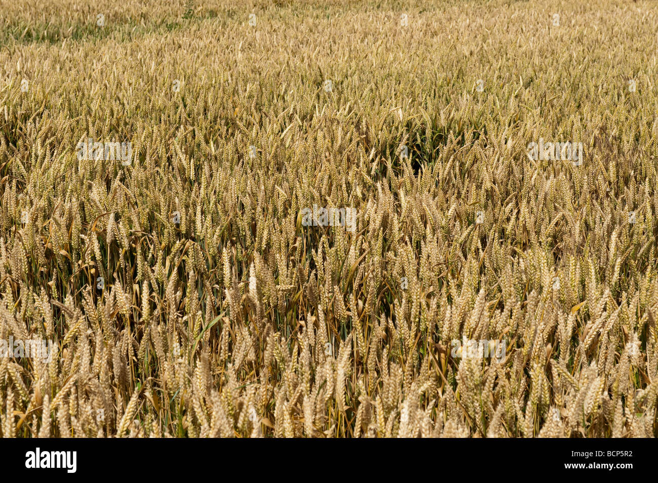 Mulberry landing hi-res stock photography and images - Alamy
