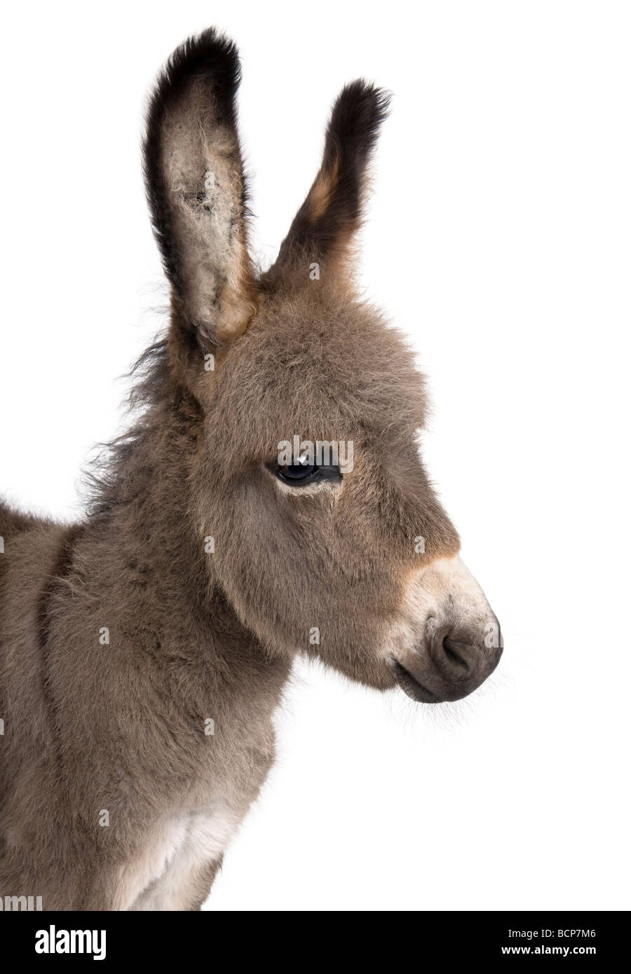 Close-up on a donkey foal's head, 2 months old, in front of a white ...