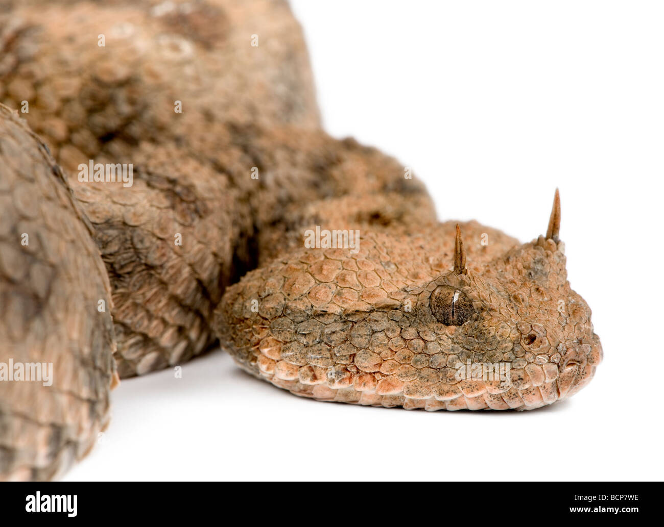 Viper Snake Head Wallpaper