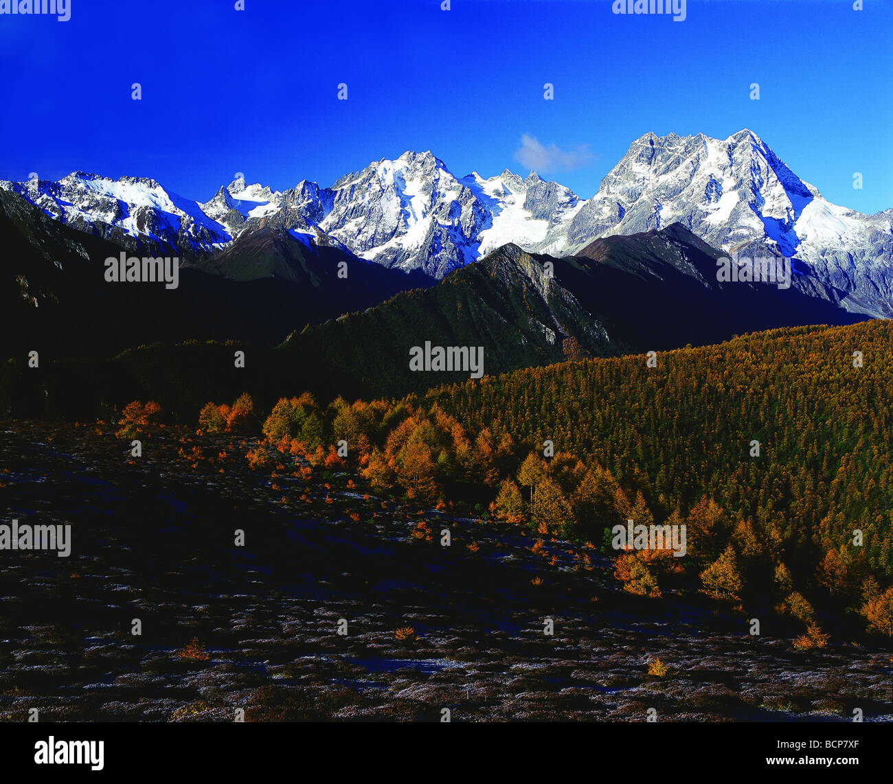 Fall leaves in Baimang Snow Mountain, Deqin County, DiQing Tibetan ...