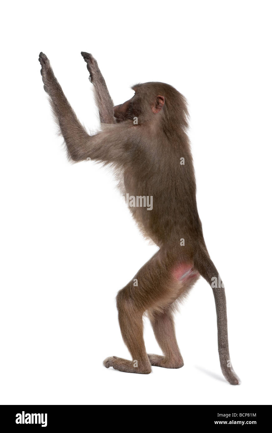 Arms reaching out Cut Out Stock Images & Pictures - Alamy