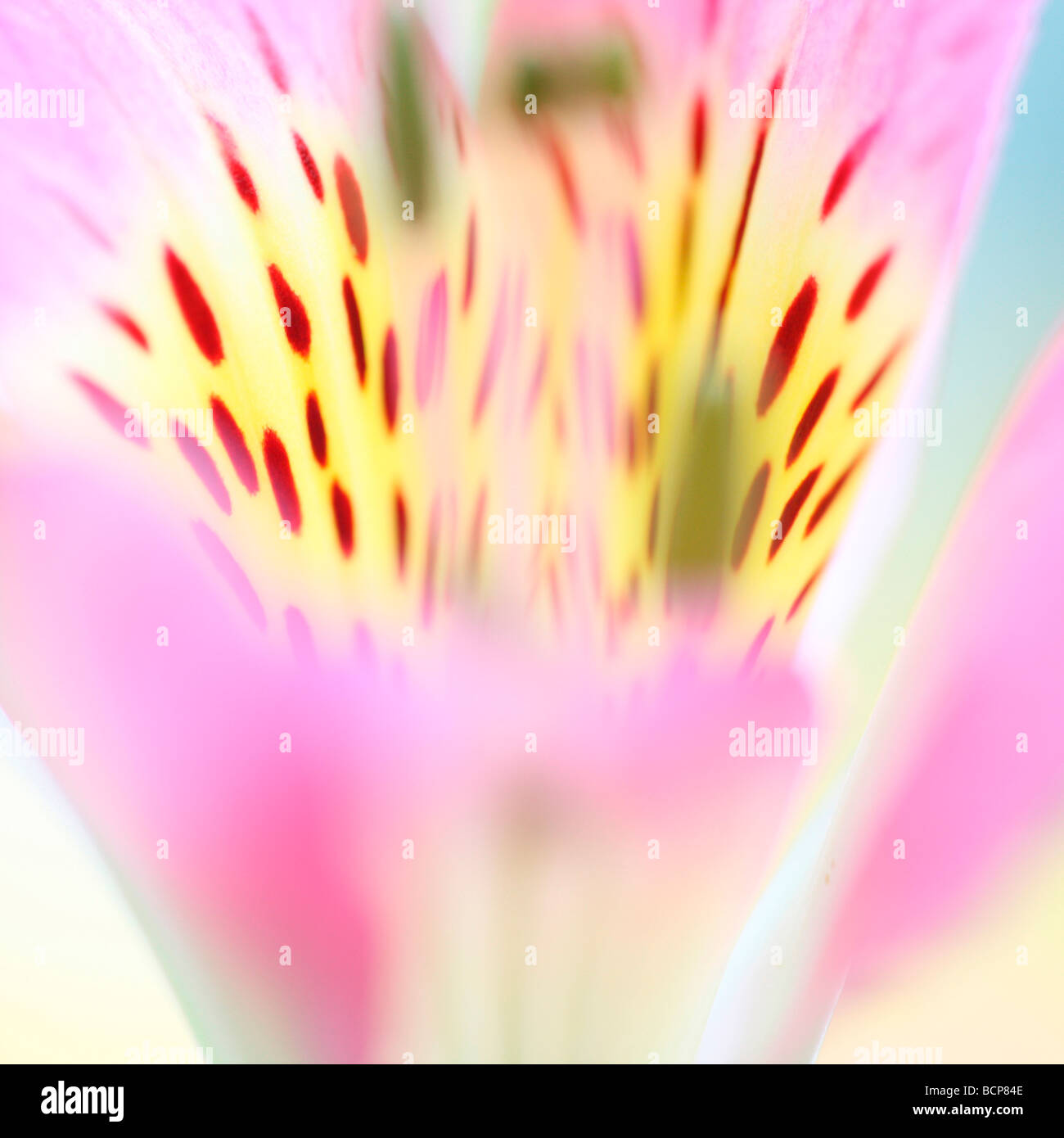 beautifully delicate image of the loved alstroemeria fine art ...
