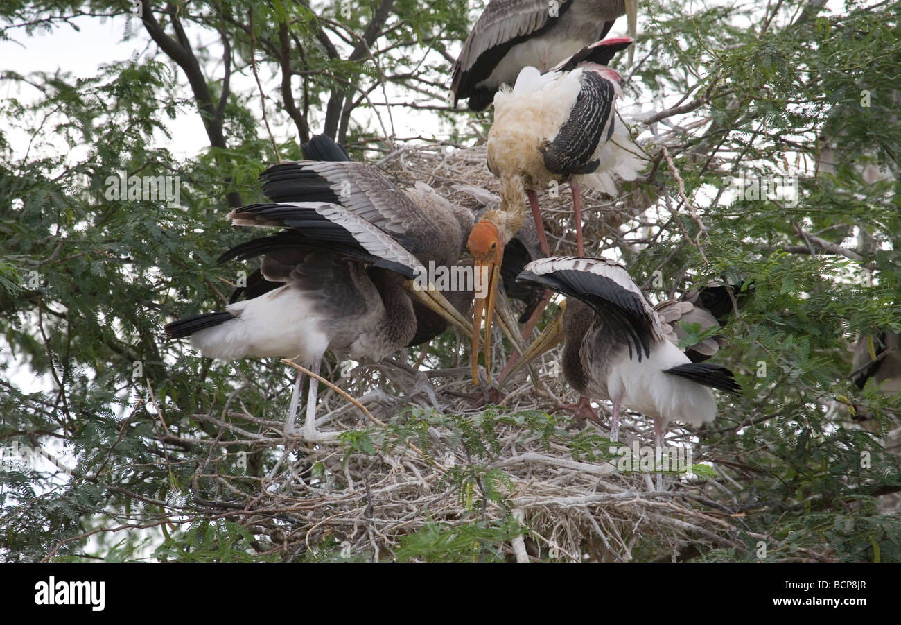 Indian birds hi-res stock photography and images - Alamy