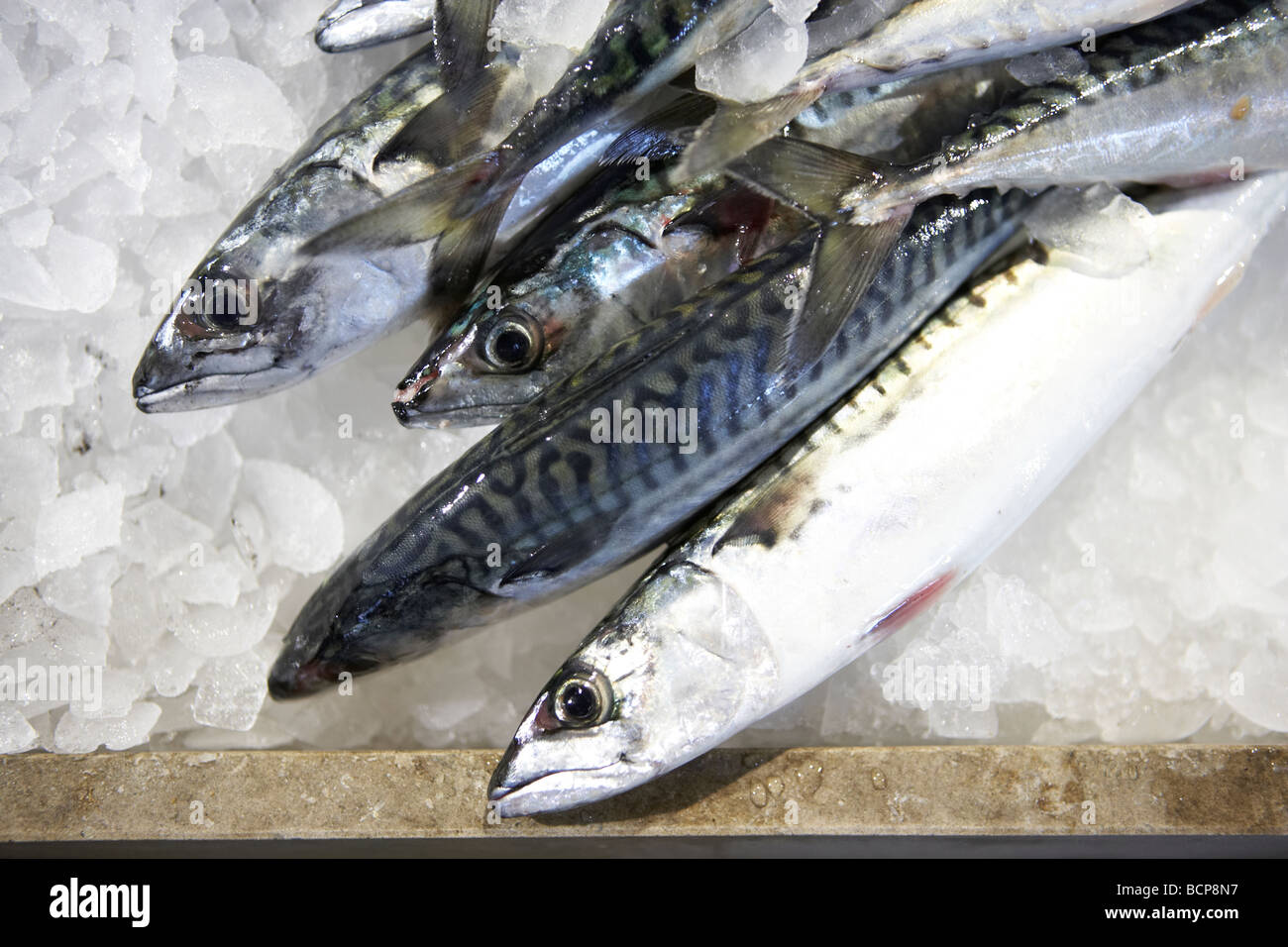 FIsh on display on ice on a fishmongers stall Stock Photo - Alamy