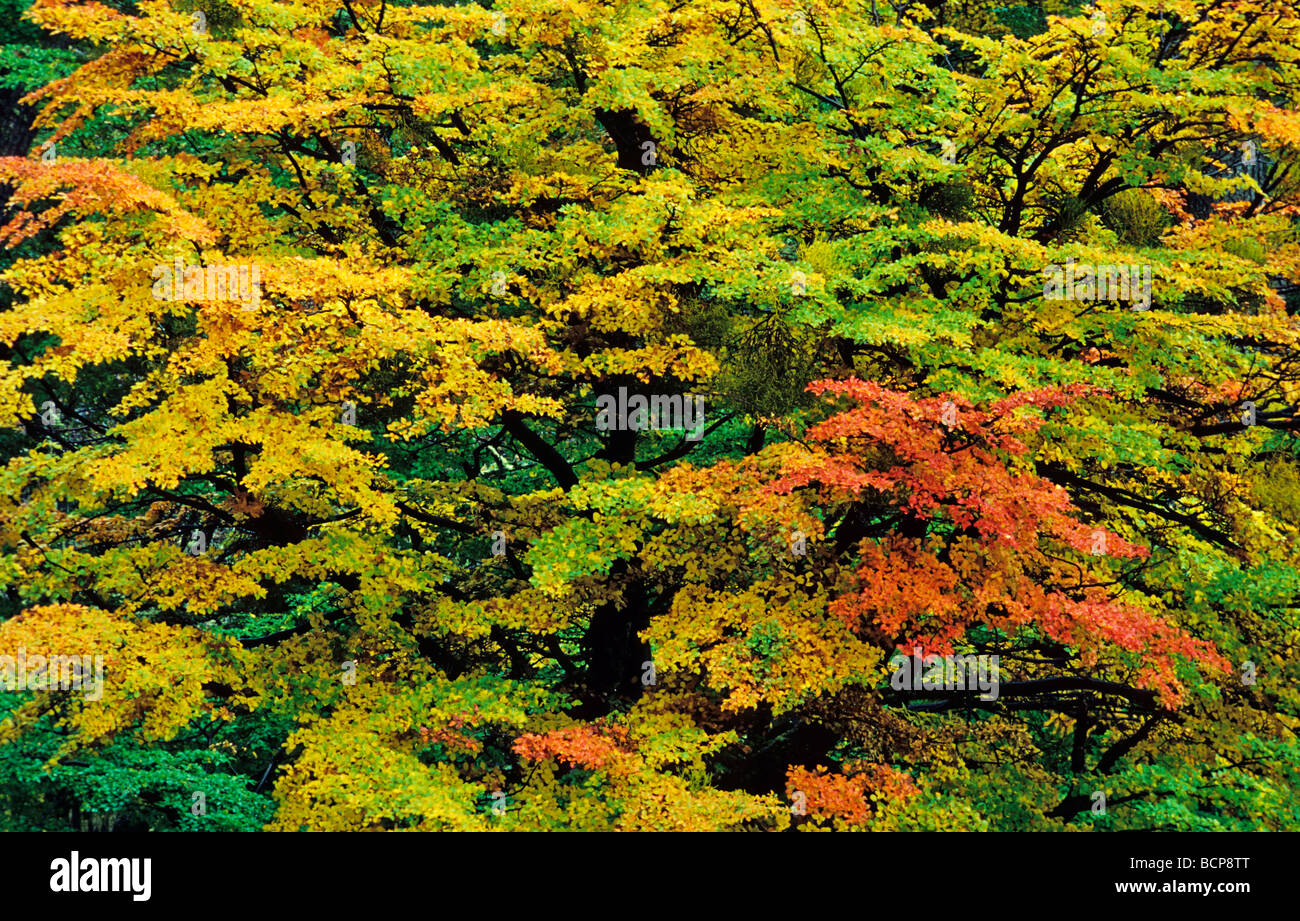 Southern beeches hi-res stock photography and images - Alamy