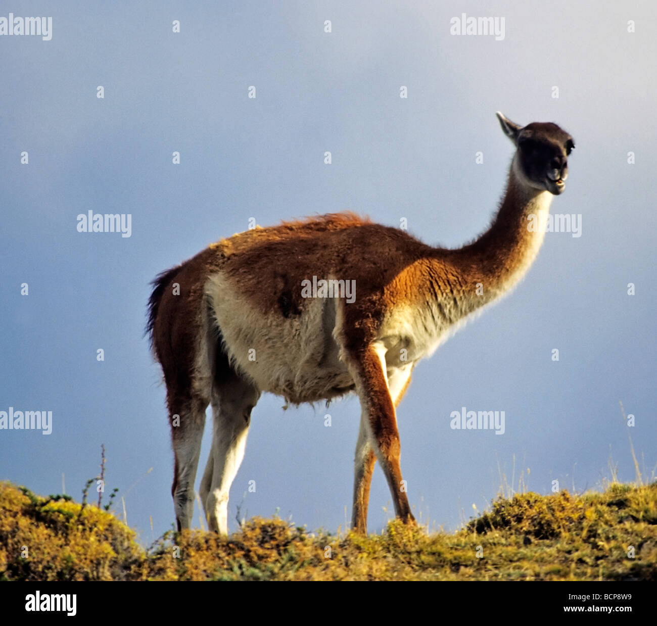 Guanako lama guanicoe Guanco Torres del Paine Chile Patagonien ...
