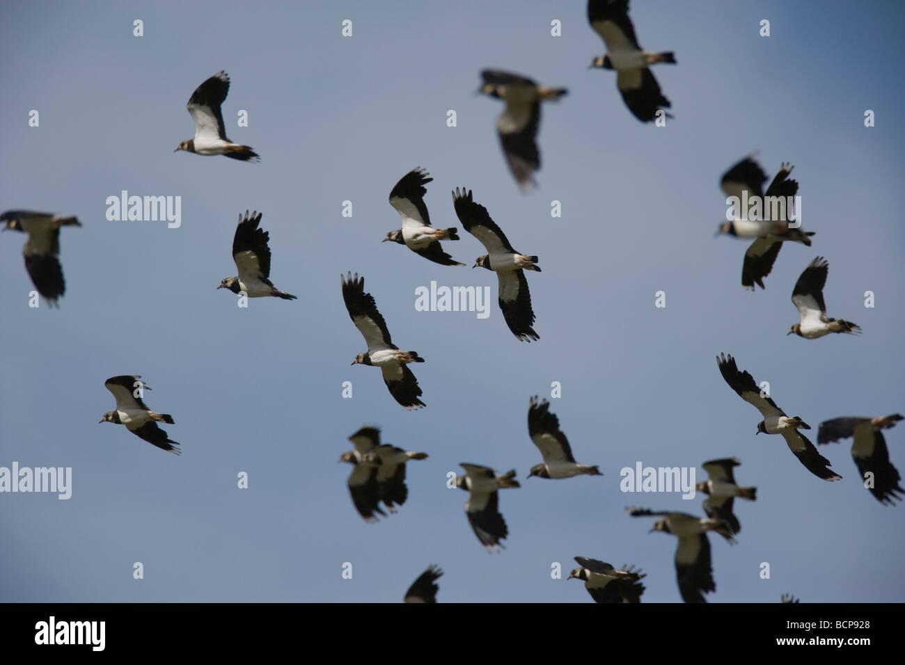Lapwing flying field hi-res stock photography and images - Alamy