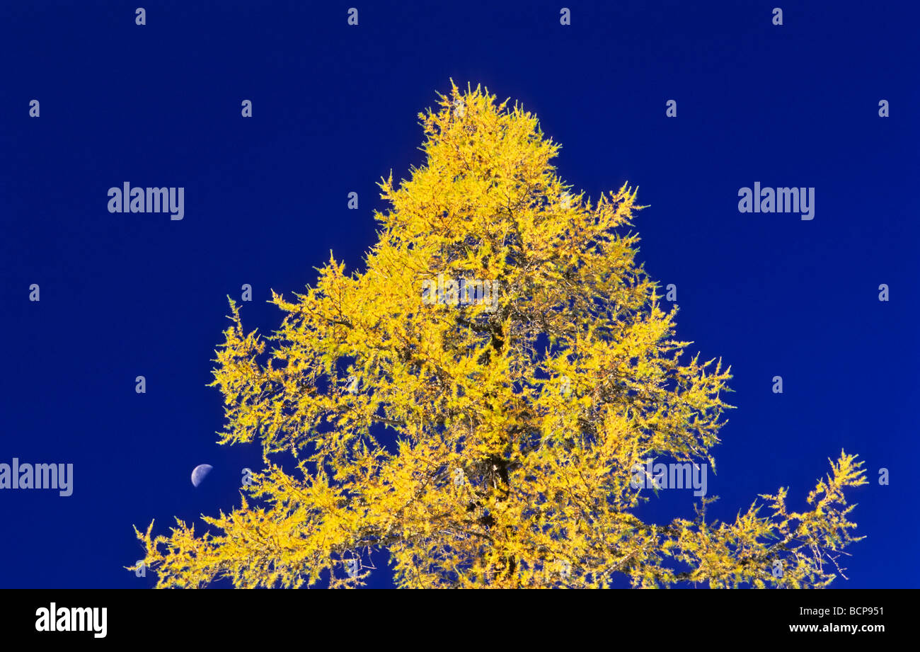larch, larix, tree crown, austria Stock Photo - Alamy