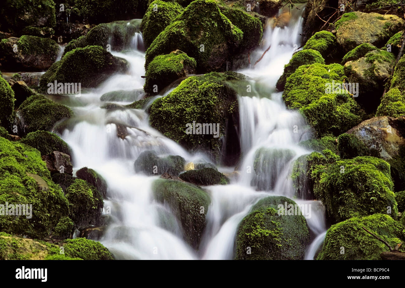 mossy stones at a brook ni chiemgauer alps bavaria germany Stock Photo ...