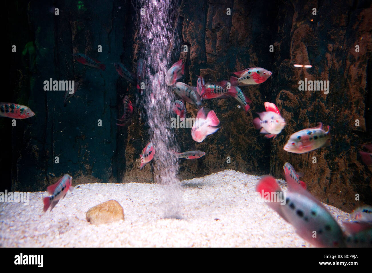 A school of colorful fish in Ocean Aquarium of Penglai, Penglai City ...