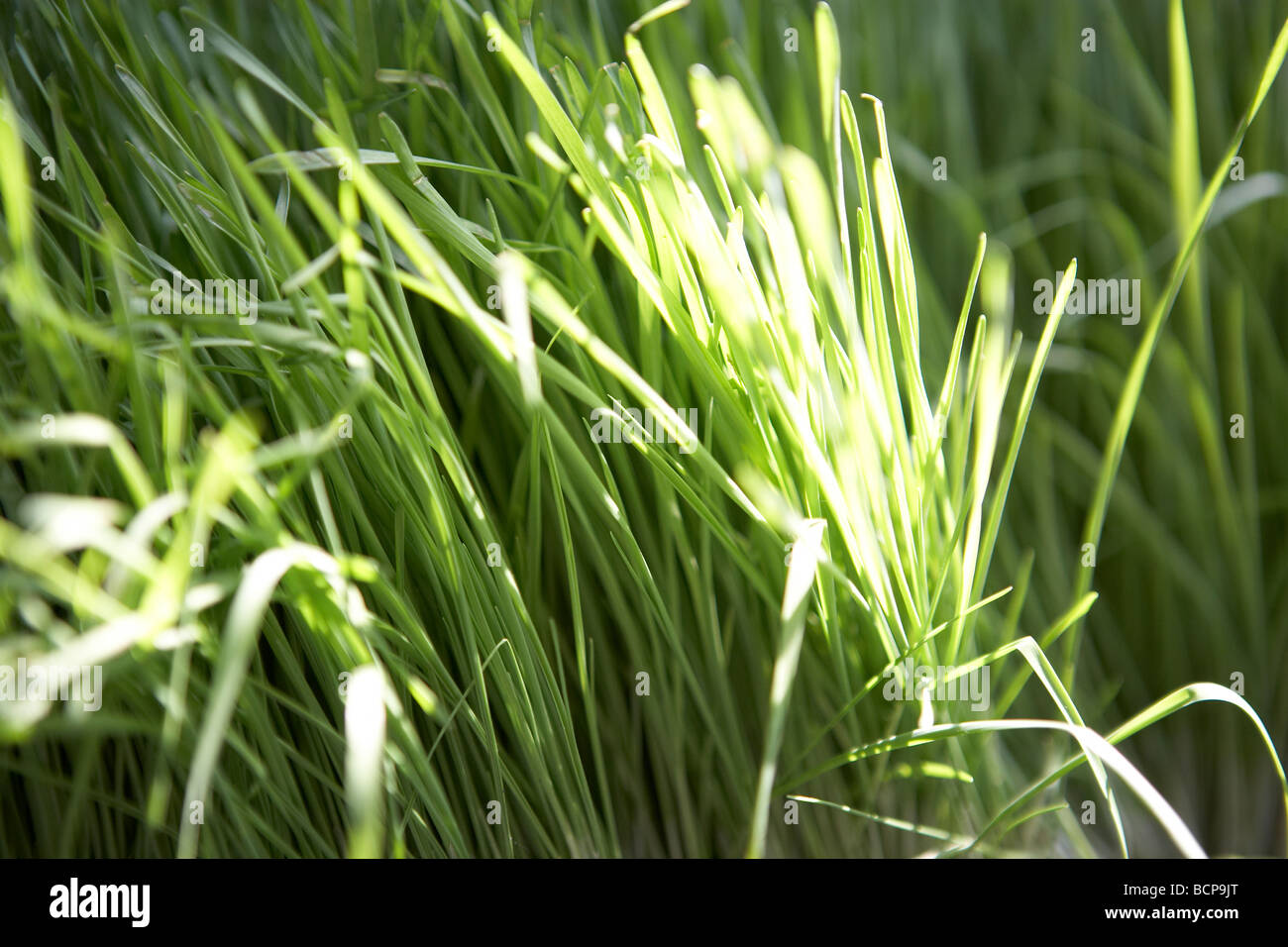 Close up of wheatgrass hi-res stock photography and images - Alamy