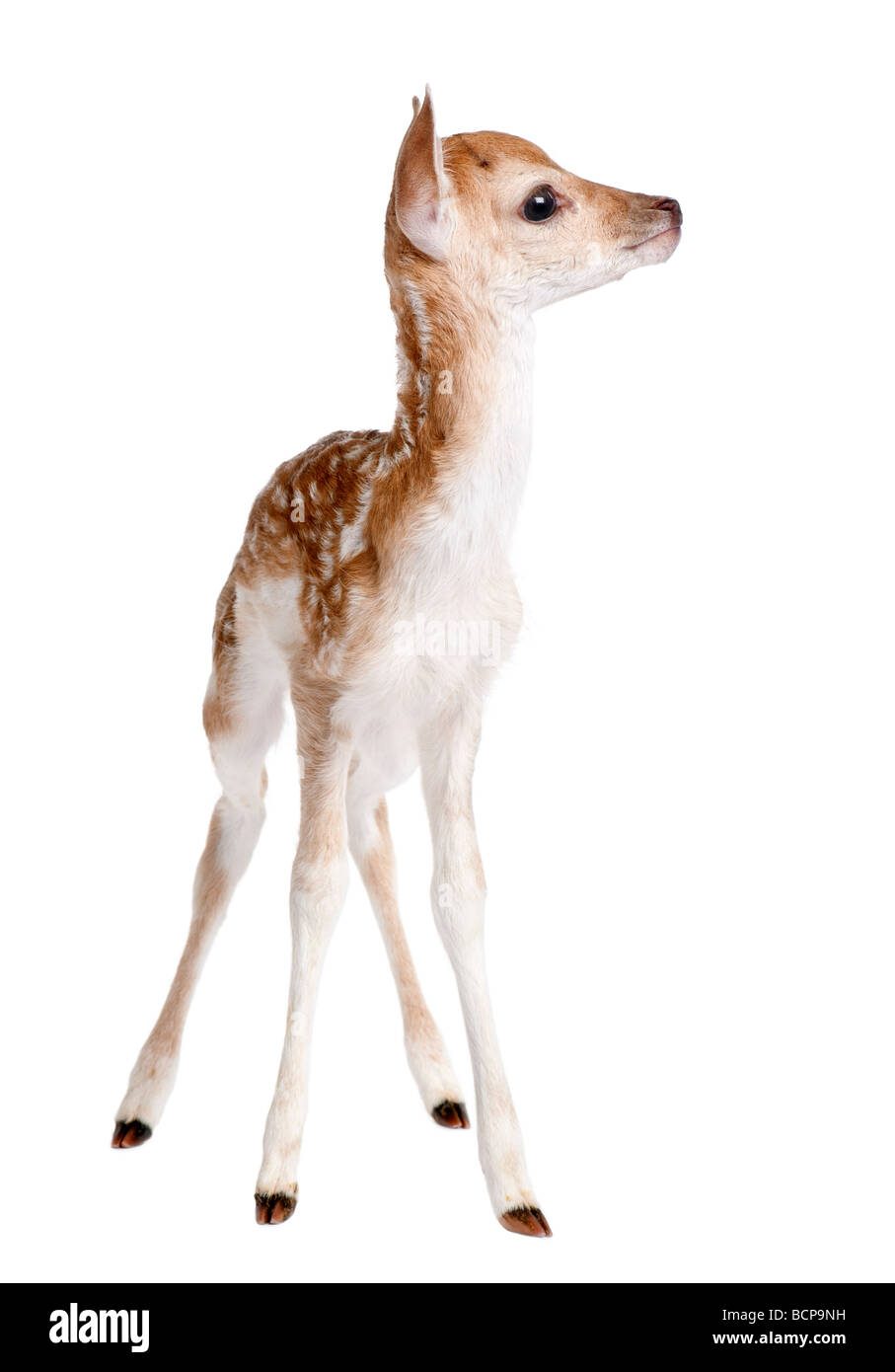 Deer fallow cute animal Cut Out Stock Images & Pictures - Alamy