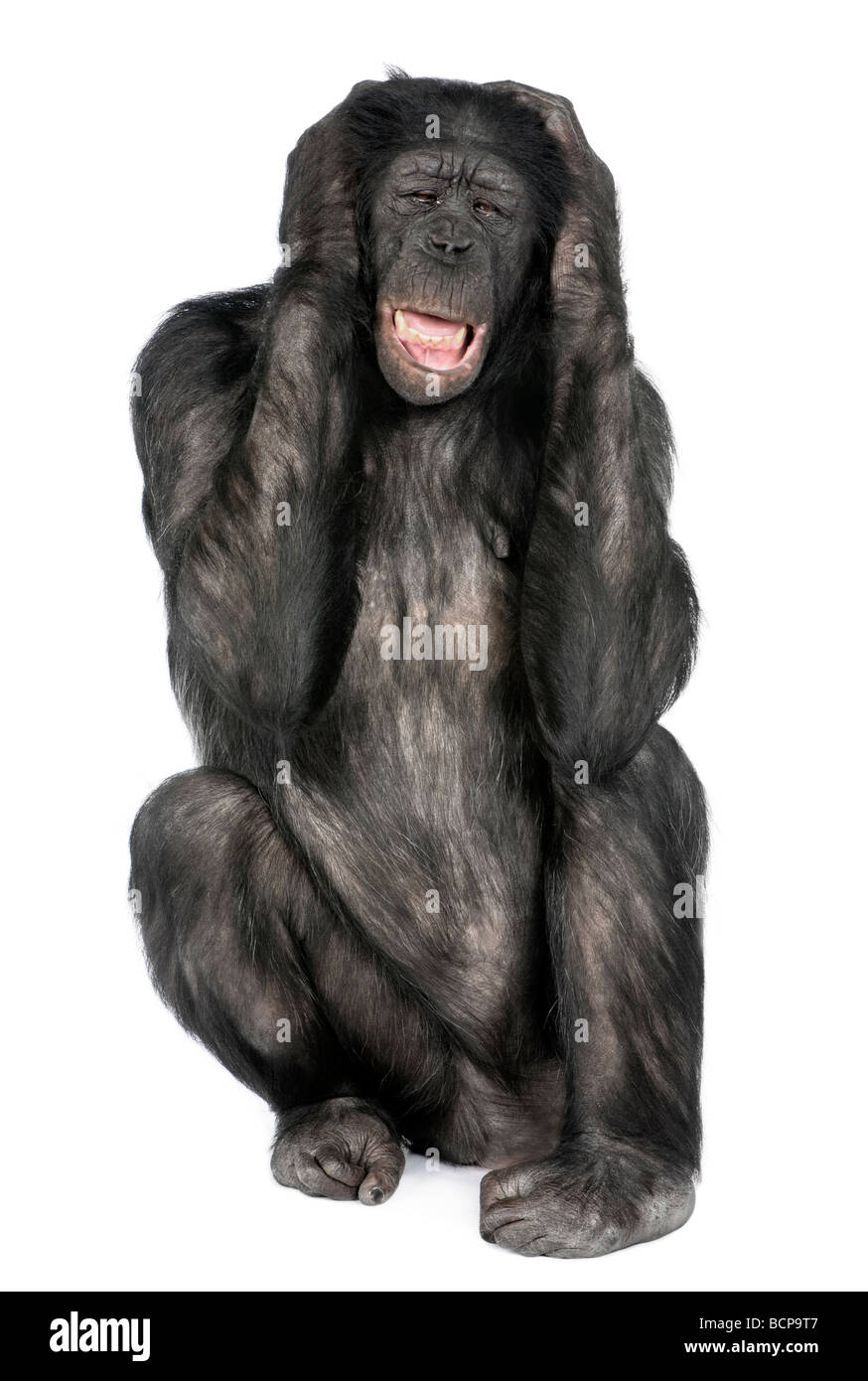 Crying monkey hi-res stock photography and images - Alamy