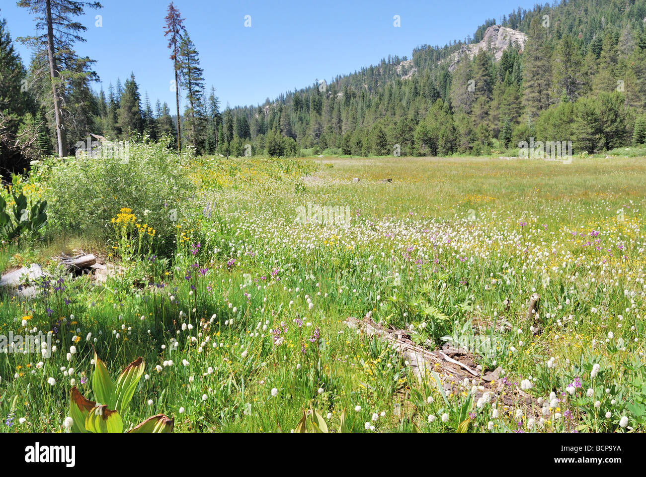 Wildflowers in Beasore Meadow, near Oakhurst, in the central Sierra ...