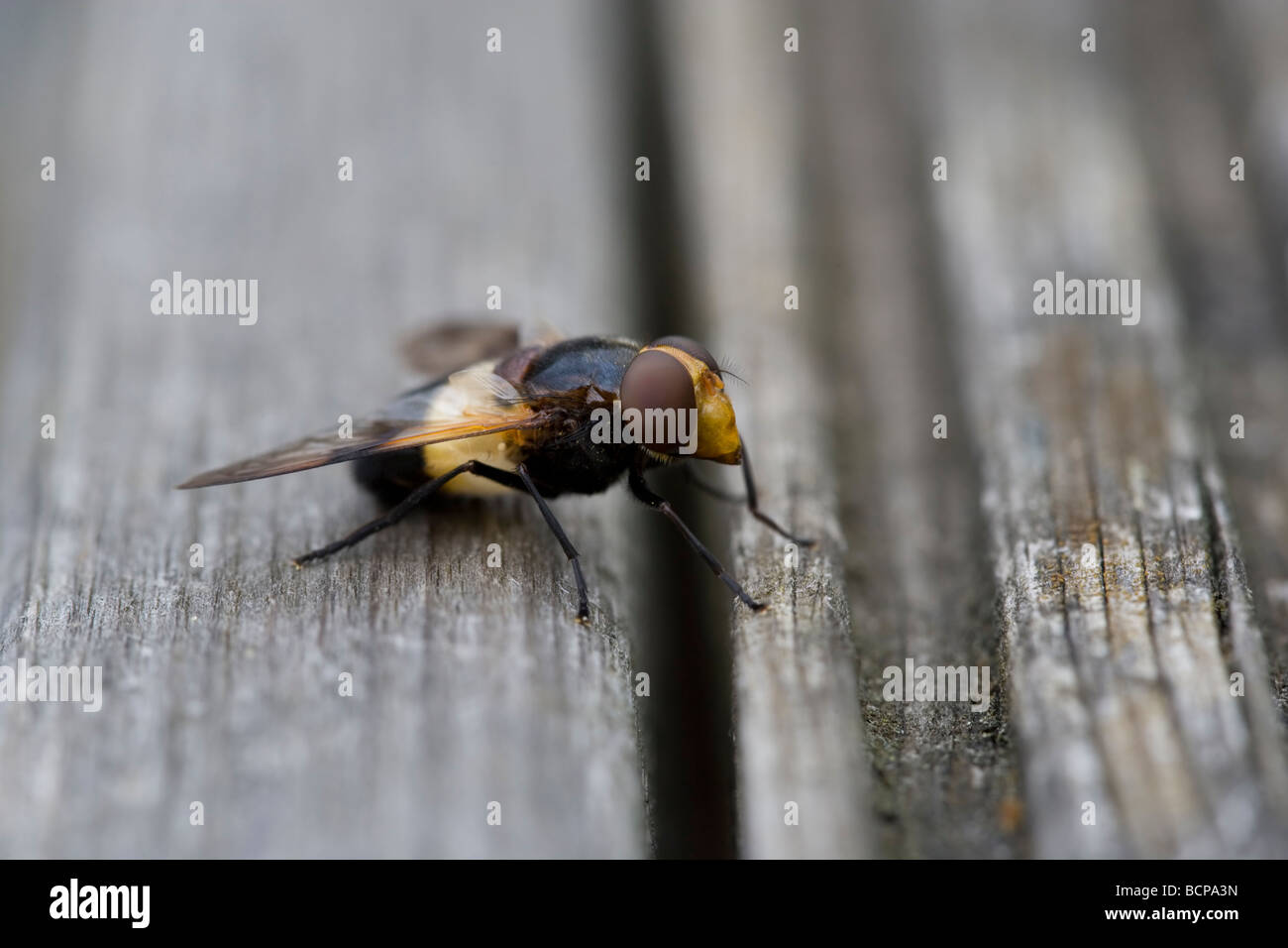 Order diptera hi-res stock photography and images - Alamy